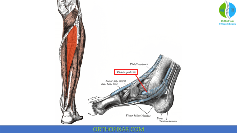 Tibialis Posterior Muscle | OrthoFixar