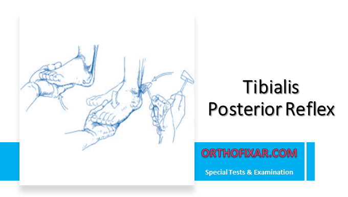 Tibialis Posterior Reflex Explained Easily | OrthoFixar