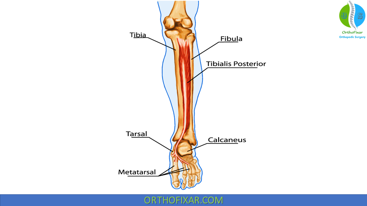 Tibialis Posterior Muscle