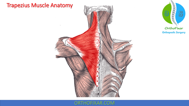 Trapezius Myalgia: Symptoms, Causes, And Evidence-Based Treatment ...