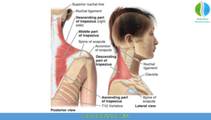 Trapezius Muscle Anatomy