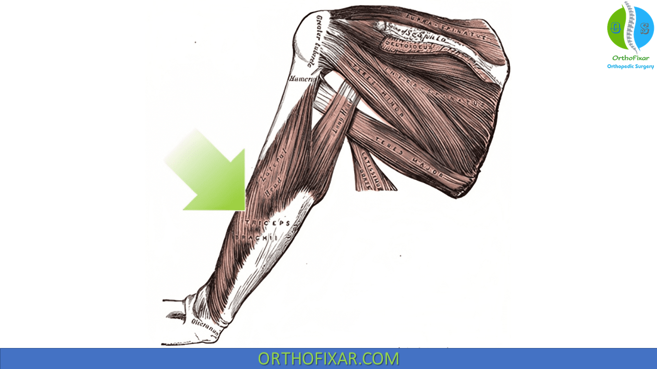 Triceps Brachii Muscle Anatomy