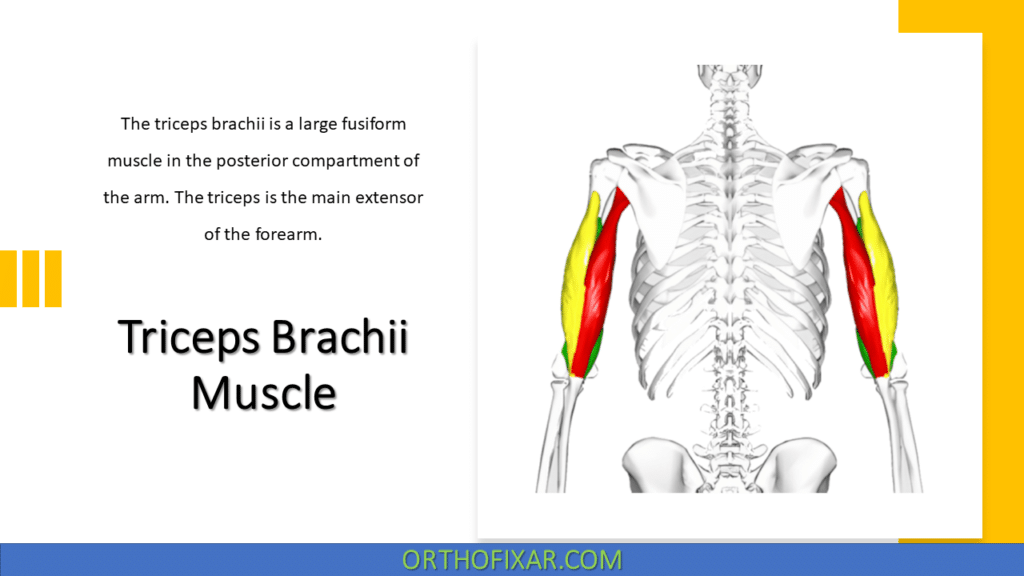 Triceps Brachii Muscle Anatomy | OrthoFixar