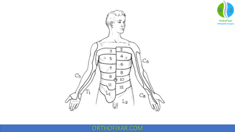 Dermatome Distribution For Upper & Lower Limbs | 2025