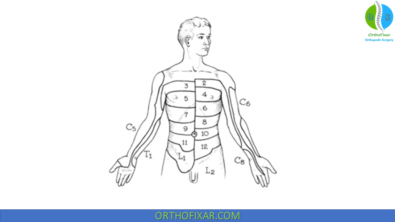 Dermatome Distribution For Upper & Lower Limbs | 2026