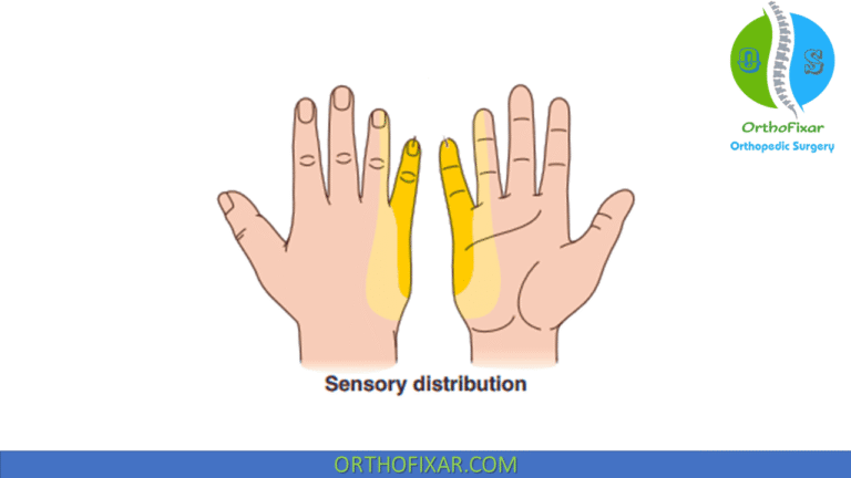 Ulnar Nerve Anatomy & Function | Orthopedic Learning