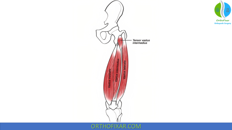 Quadriceps Femoris Muscle Anatomy | OrthoFixar
