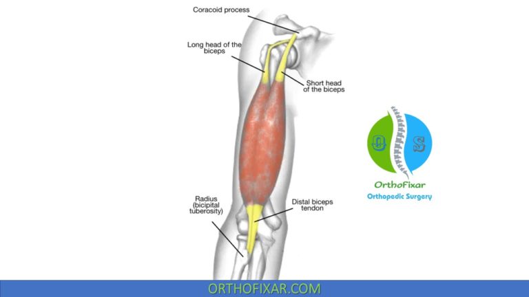 Yergason Test Overview 2025