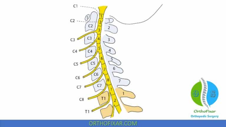 Spurling Test Overview Explained Easily | OrthoFixar