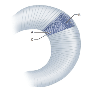 Knee Meniscus Anatomy | OrthoFixar