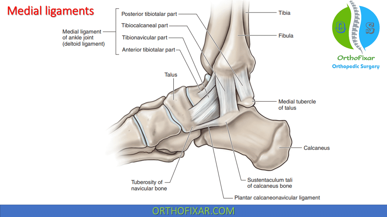 Medial Ankle Sprains | OrthoFixar