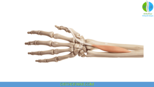 Extensor Pollicis Longus Muscle Anatomy | OrthoFixar