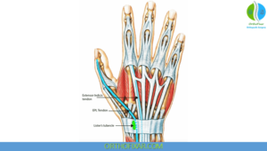 Extensor Pollicis Longus Muscle Anatomy | OrthoFixar 2025