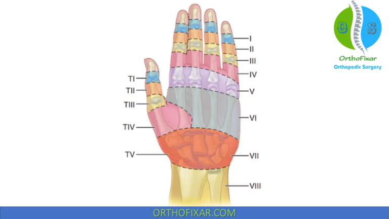 Extensor Tendon Injury Of The Hand | OrthoFixar 2025