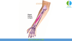 Flexor Pollicis Longus Muscle Anatomy | OrthoFixar 2025