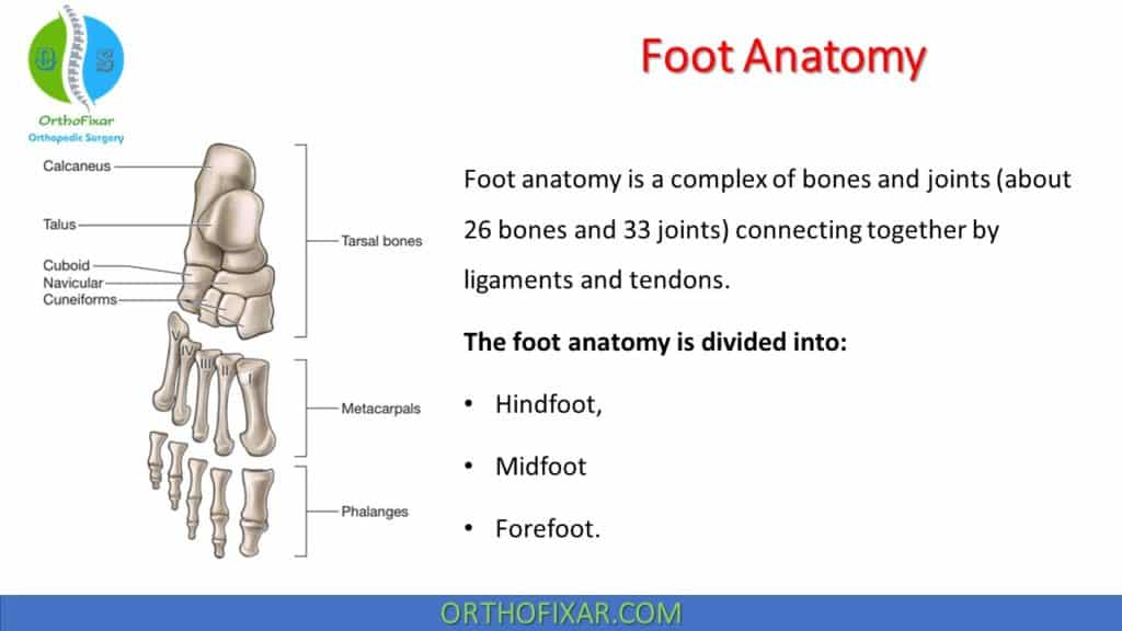 Foot Anatomy | OrthoFixar 2026
