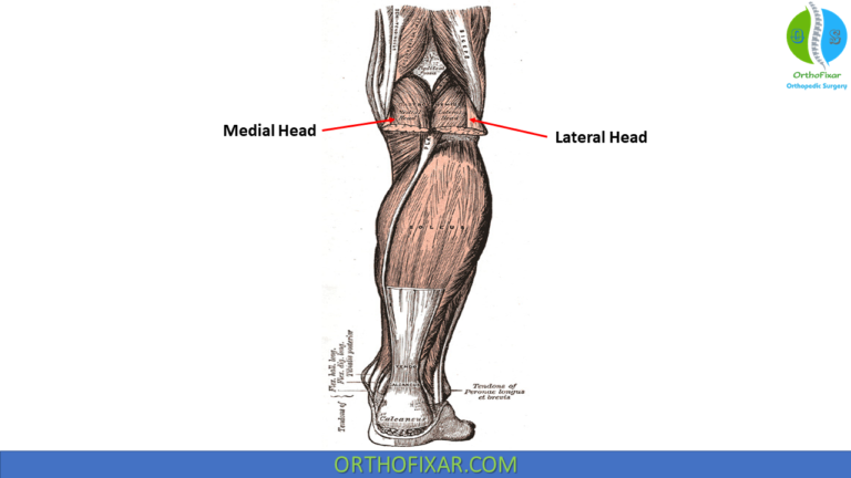 Gastrocnemius Muscle