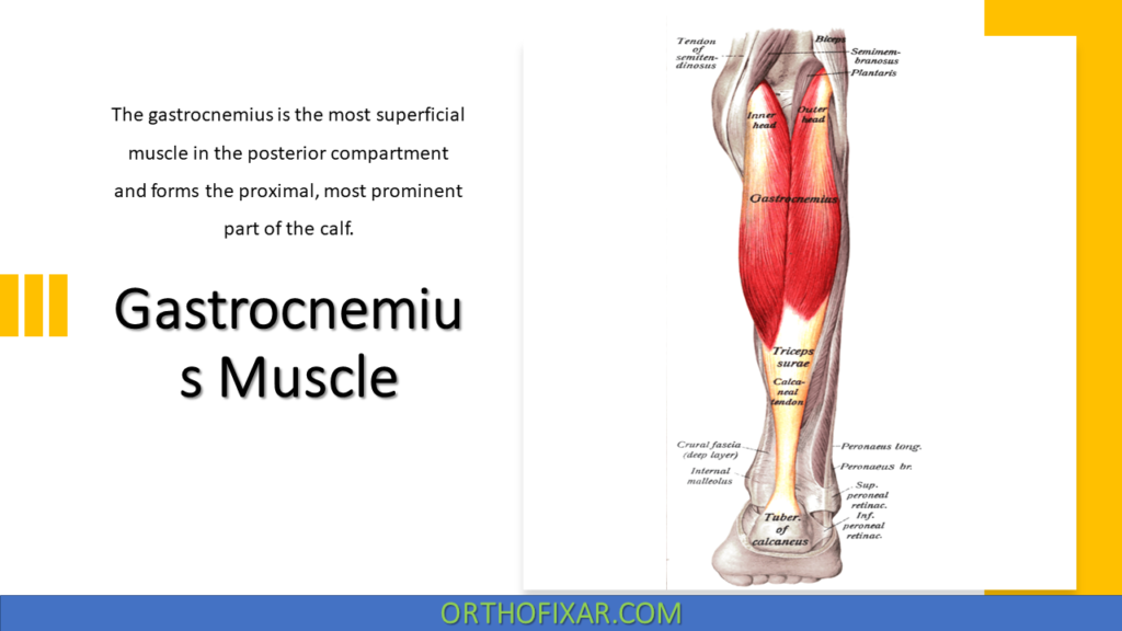 Gastrocnemius Muscle | OrthoFixar
