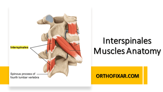 Interspinales Muscles Anatomy | OrthoFixar 2025