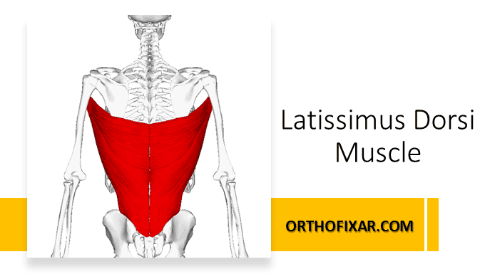 Latissimus Dorsi Muscle Anatomy | OrthoFixar