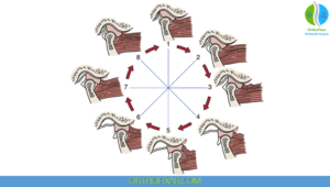 Temporomandibular Joint Anatomy | OrthoFixar