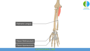 Palmaris Longus Muscle Anatomy Overview 2025