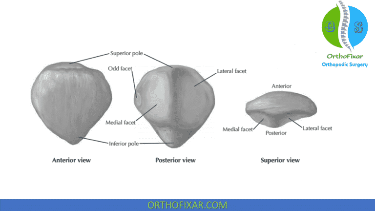 Patellofemoral Joint