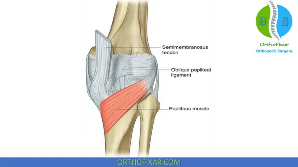 Knee Capsule Popliteal Ligament Popliteus Muscle