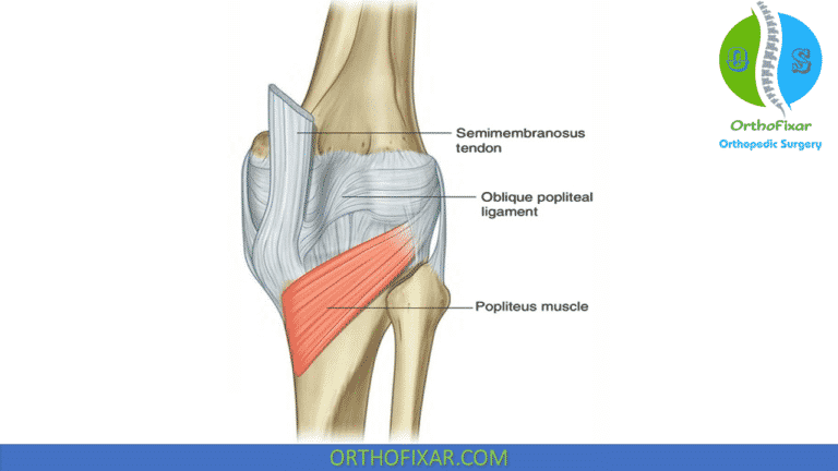 Knee Muscles Anatomy