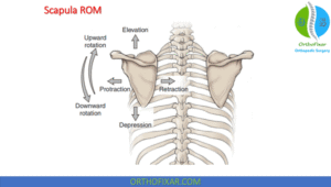 Normal Shoulder Range Of Motion | OrthoFixar 2025