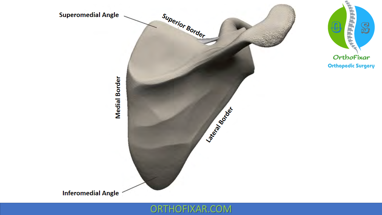 Scapula Anatomy | OrthoFixar