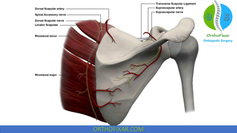 Scapula Anatomy | OrthoFixar