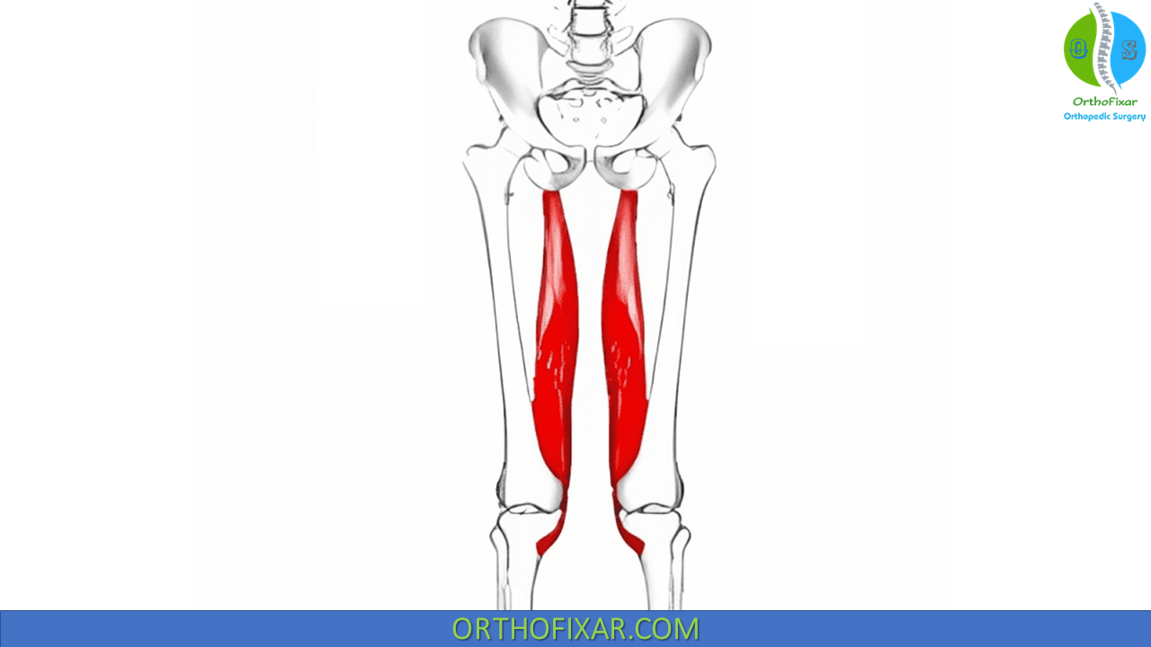 Hamstring Muscles | OrthoFixar