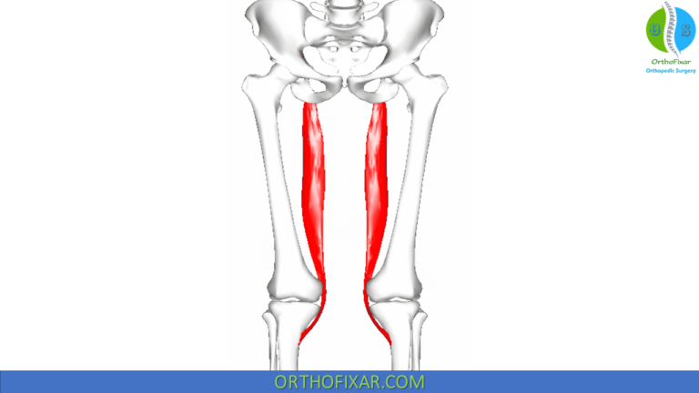 Hamstring Muscles | OrthoFixar