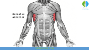 Serratus Anterior Muscle Anatomy