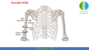 Normal Shoulder Range Of Motion | OrthoFixar 2025