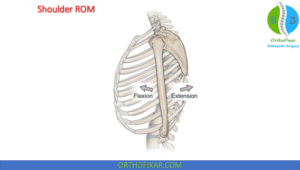 Shoulder Range Of Motion (ROM): Complete Clinical Examination Guide