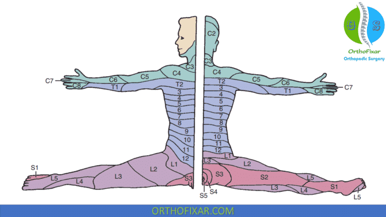 S1 Nerve Root Examination | OrthoFixar 2025
