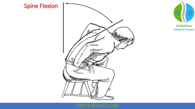 Spine Movements Explained Easily | OrthoFixar