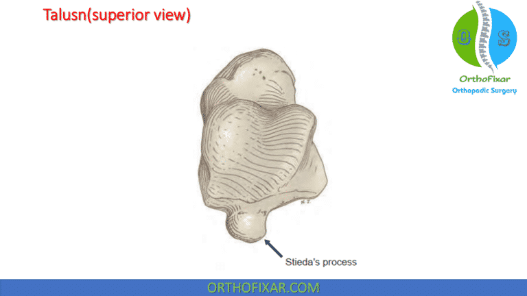 Os Trigonum Syndrome | OrthoFixar