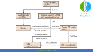 Knee MCL Sprain Overview | OrthoFixar 2025