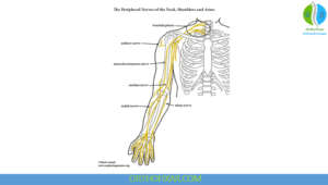 Radial Nerve Anatomy